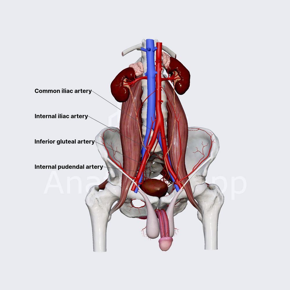 Internal iliac artery (male pelvis) | Anatomy.app