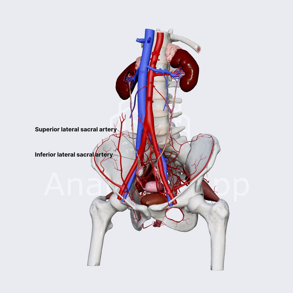 Lateral sacral arteries (female pelvis) | Anatomy.app