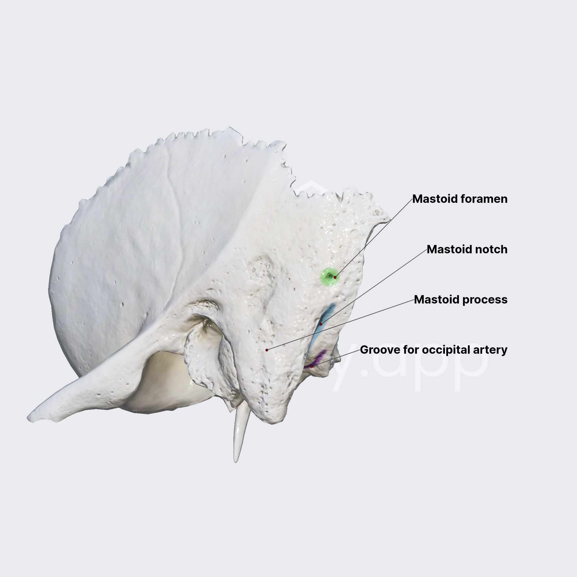 Mastoid Foramen Temporal Bone Temporal Bone AR Atlas