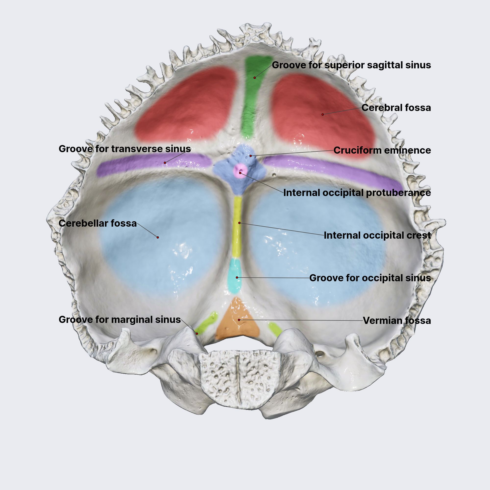 Occipital Groove Located