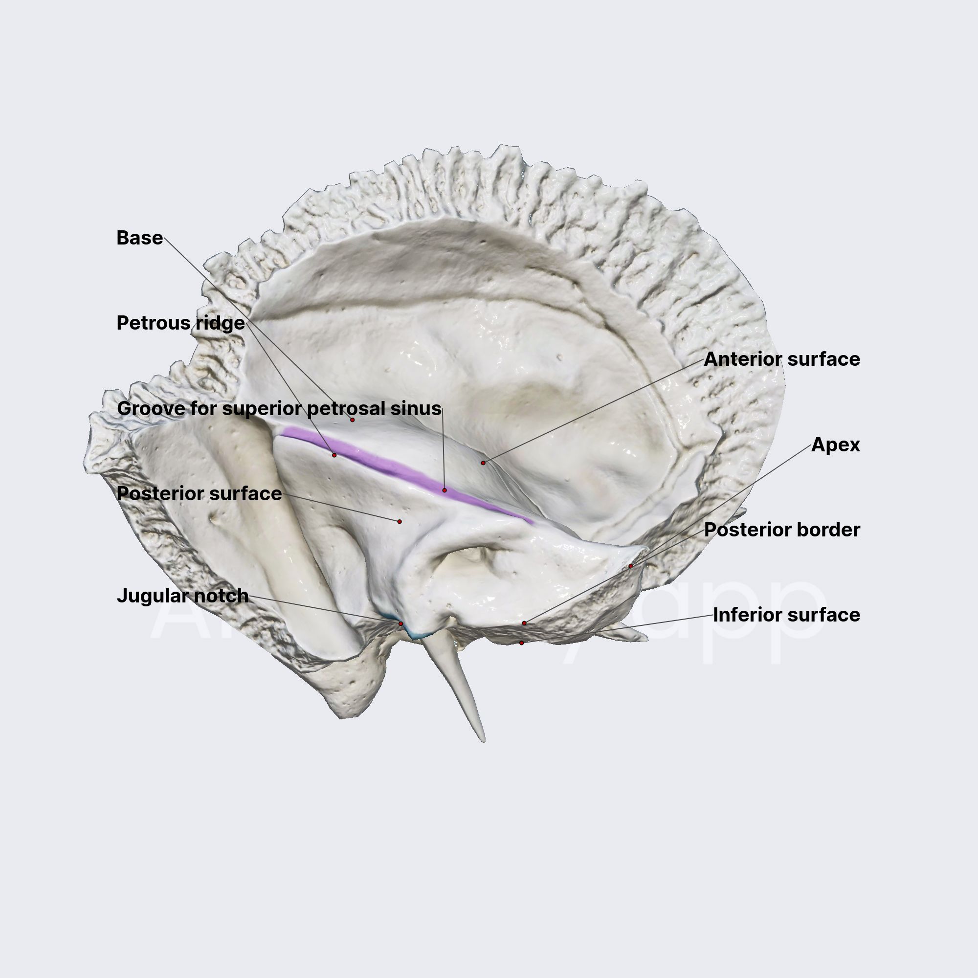 Parts Of Temporal Bone Temporal Bone Anatomy, Function, And Treatment