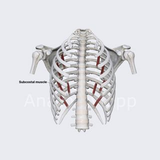 Action of nasal dilator muscles | Anatomy.app