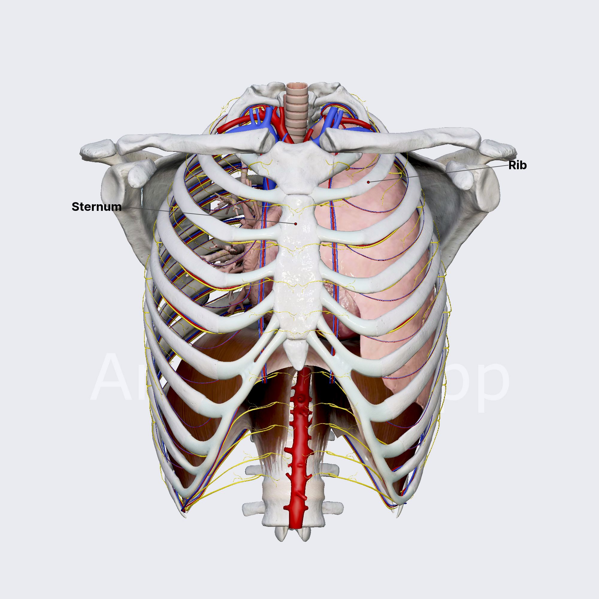 Anatomy Of Thorax